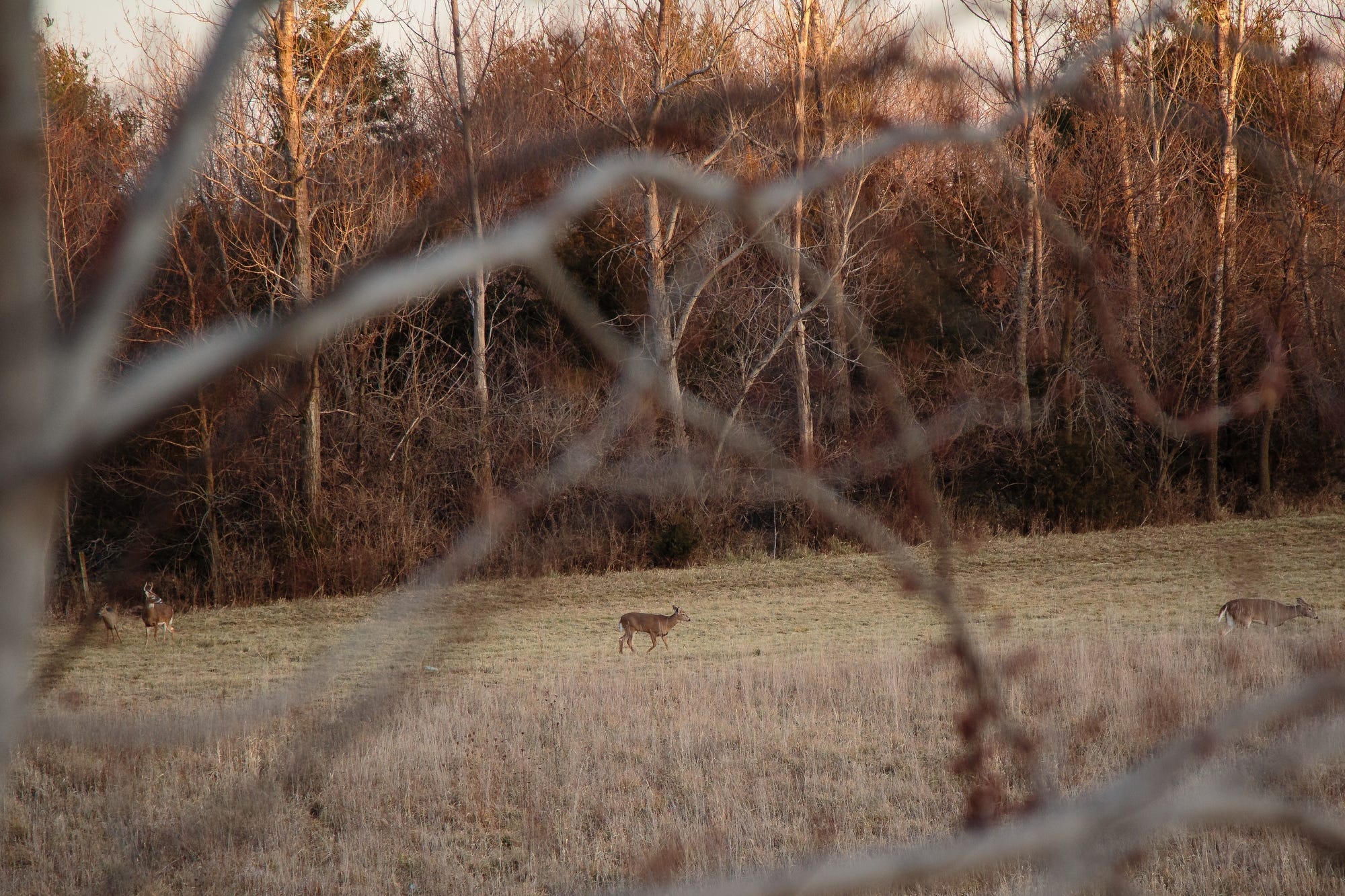 Professional deer hunter sues Iowa DNR officer, alleging malicious ...