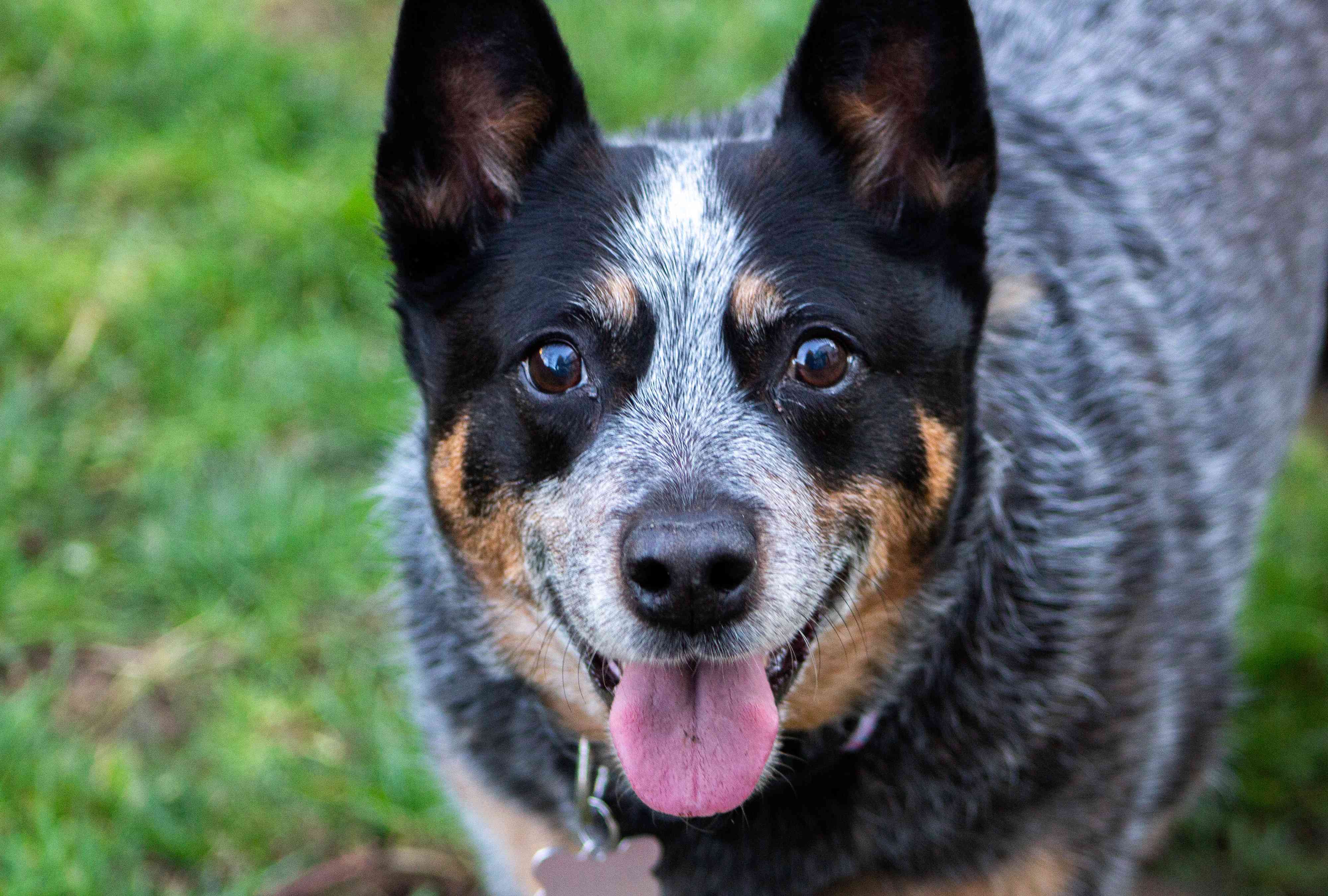 Discover 227 Blue Heeler Names for Your Australian Cattle Dog