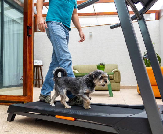 High-energy dog? Use 3 indoor exercises to keep them healthy