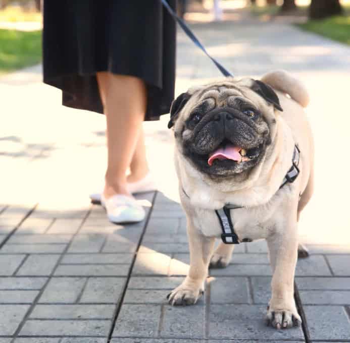Boost your Pug's health and happiness with the right exercise routine