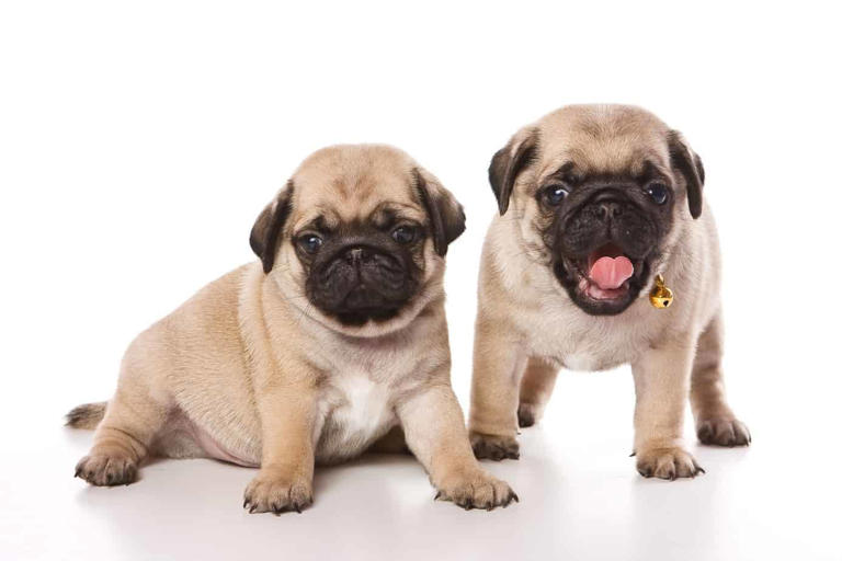 Boost your Pug's health and happiness with the right exercise routine