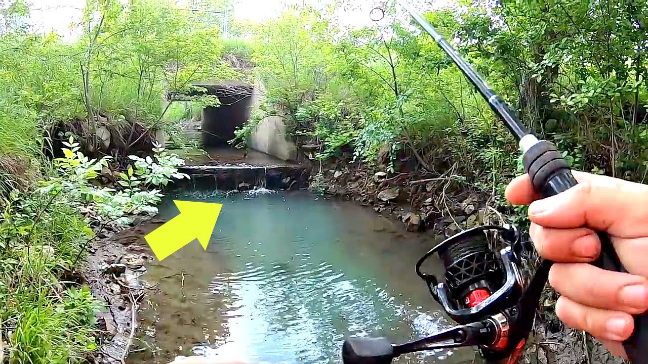 Puddle Predator: Rescuing a Large Fish from a Small Pool