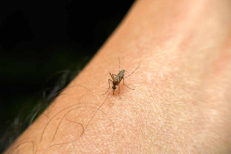 Your Blood Type Might Be Why Mosquitoes Love You. A Doctor Explains Why