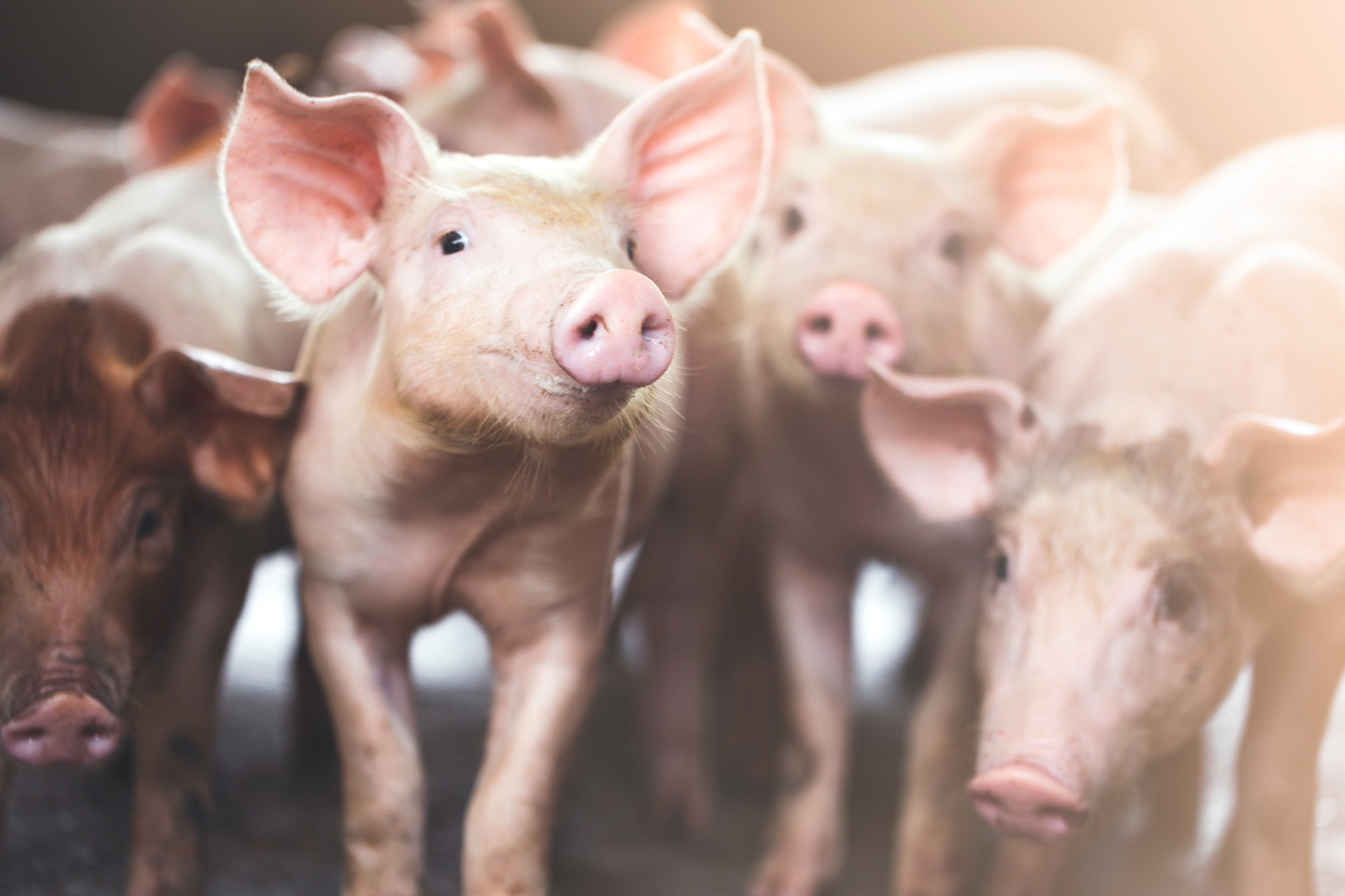 How Japan is recycling food waste back into food