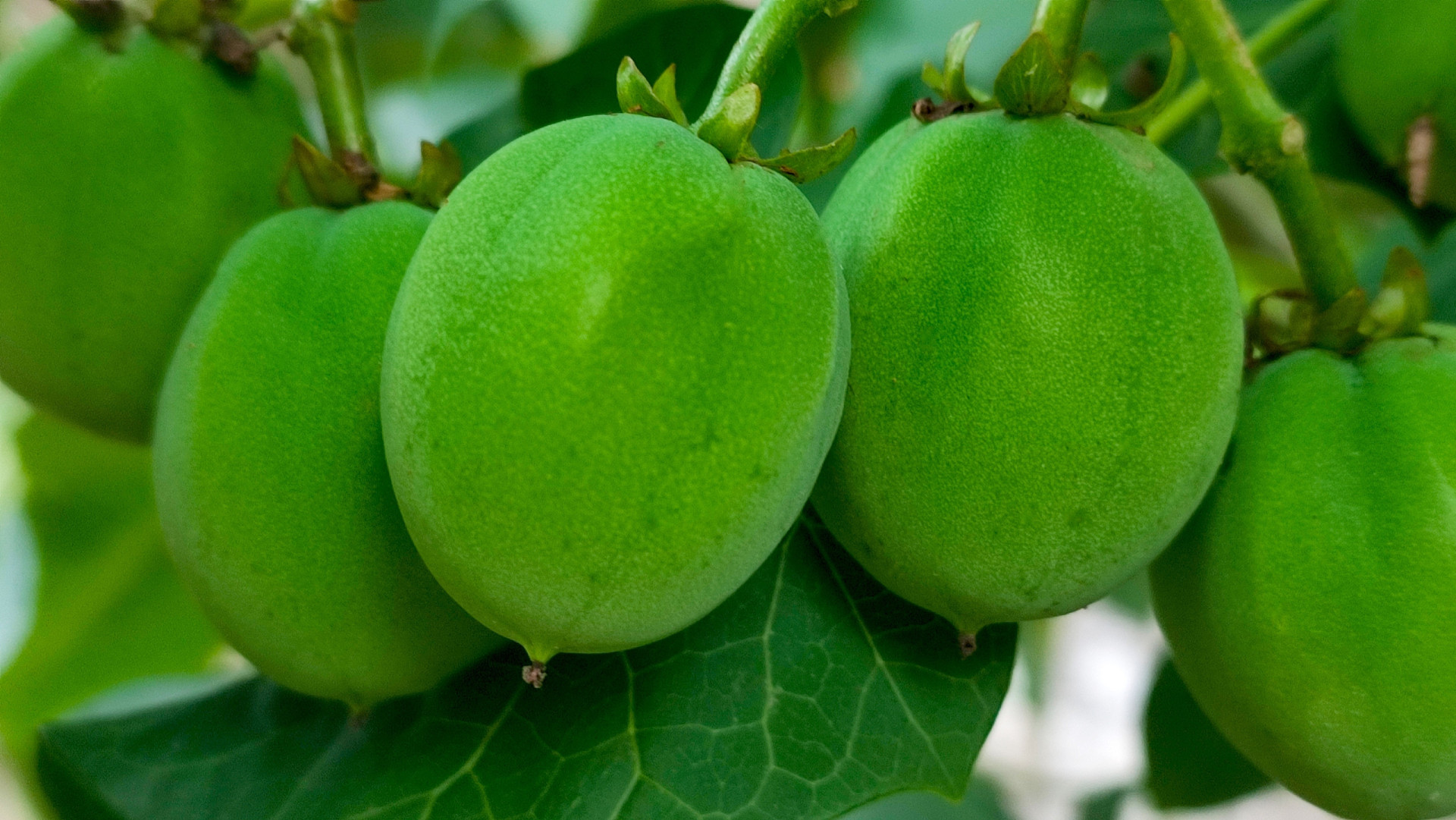 The most poisonous fruits in the world