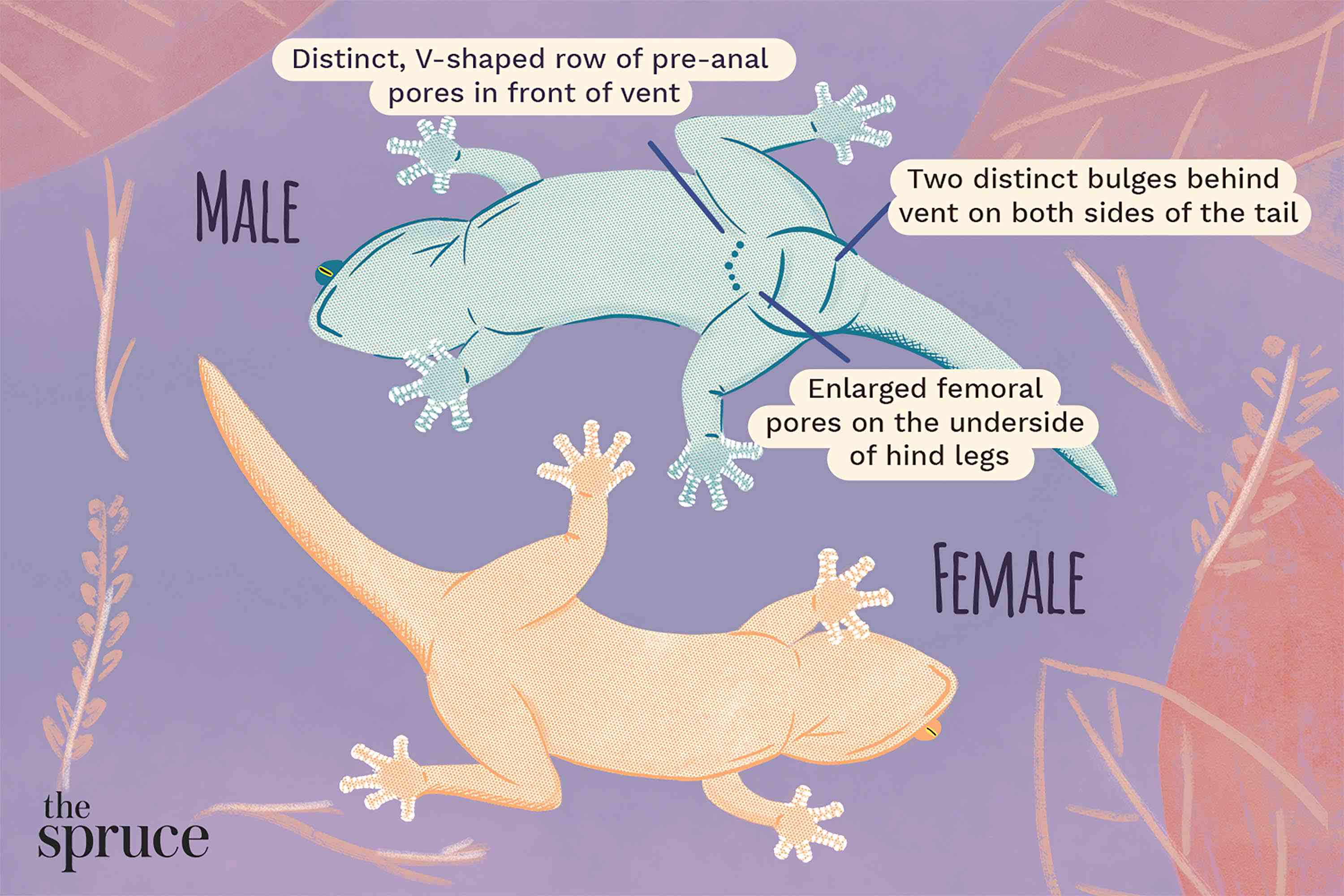 How to Sex a Leopard Gecko: Identify Male or Female Traits