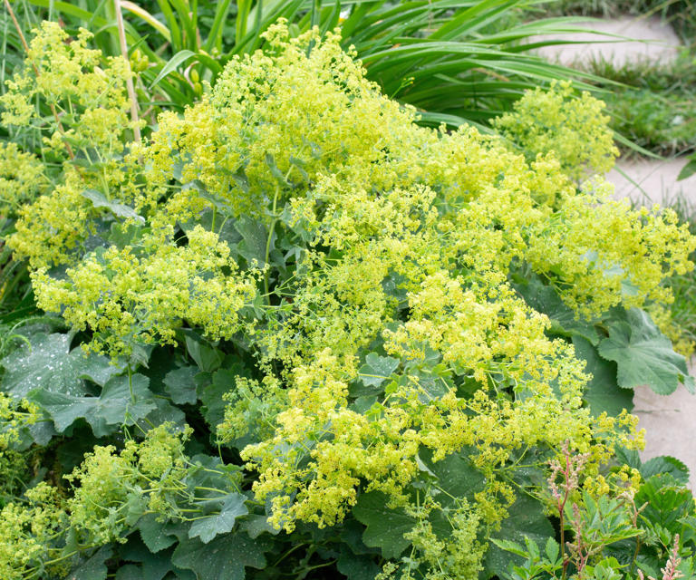How to grow lady's mantle – for a shade-tolerant ground cover plant that will thrive in ...