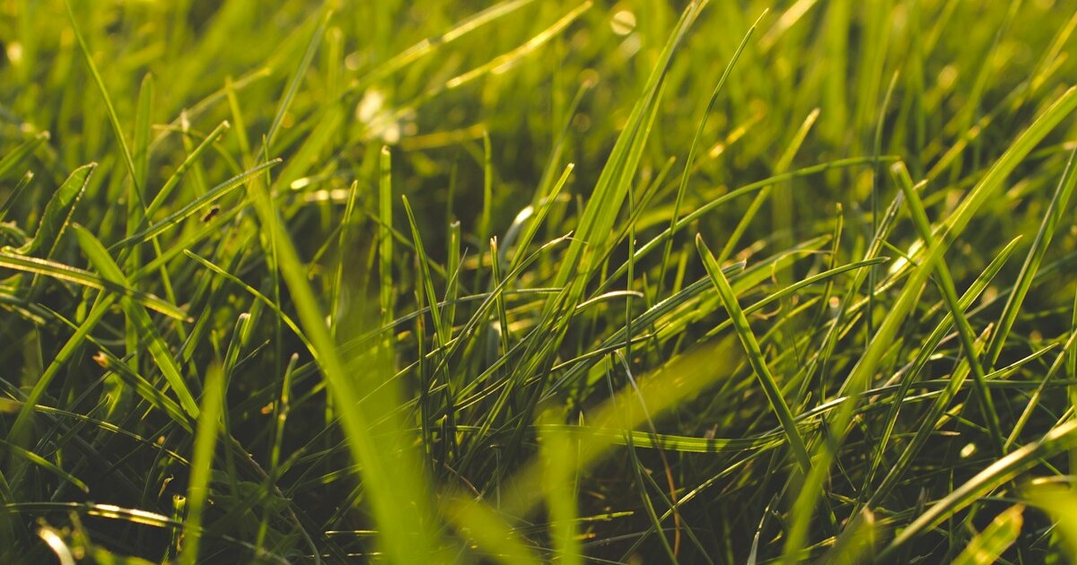 9 Reasons Why Growing A Native Garden Is Better Than A Grass Lawn