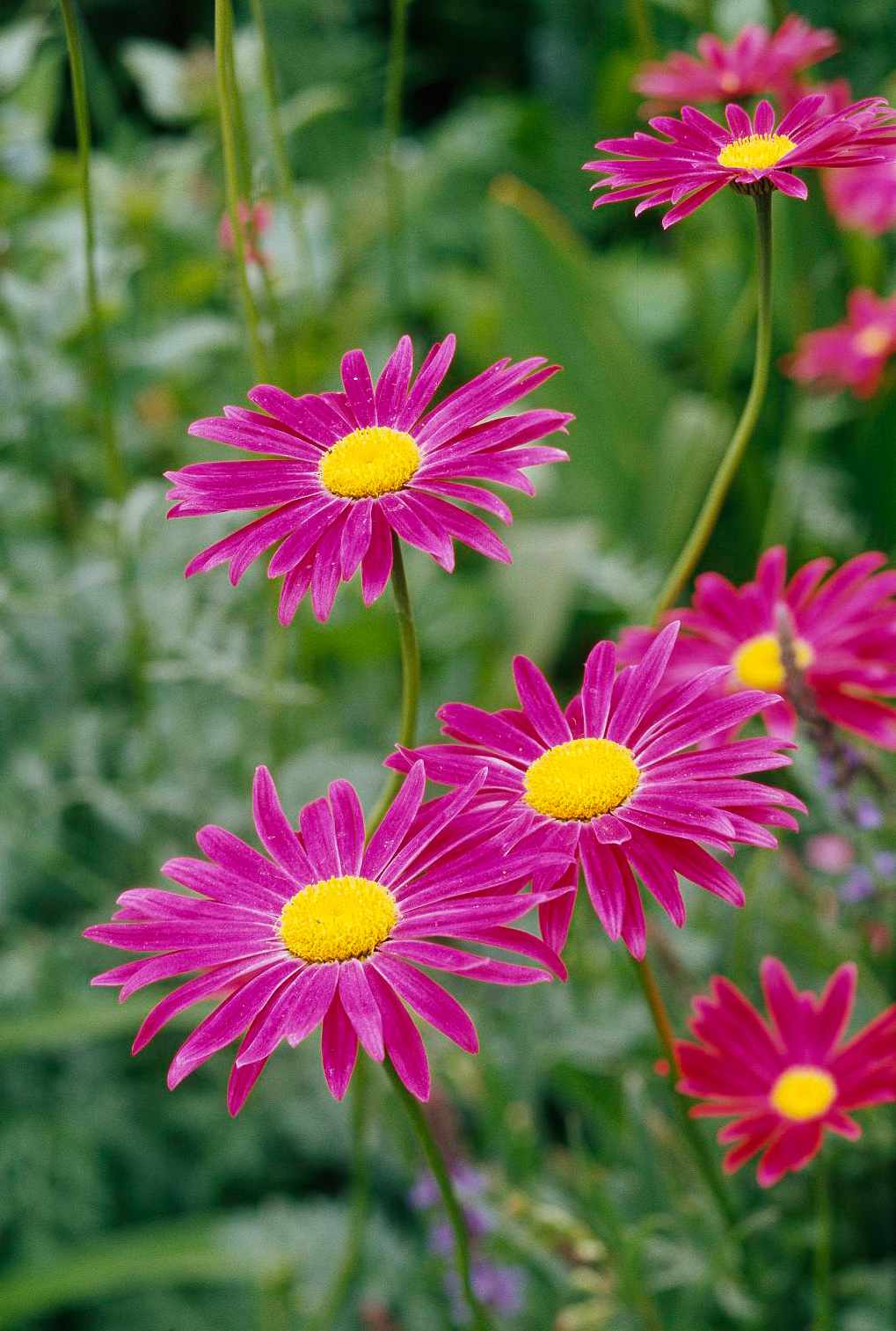 How to Plant and Grow Painted Daisy