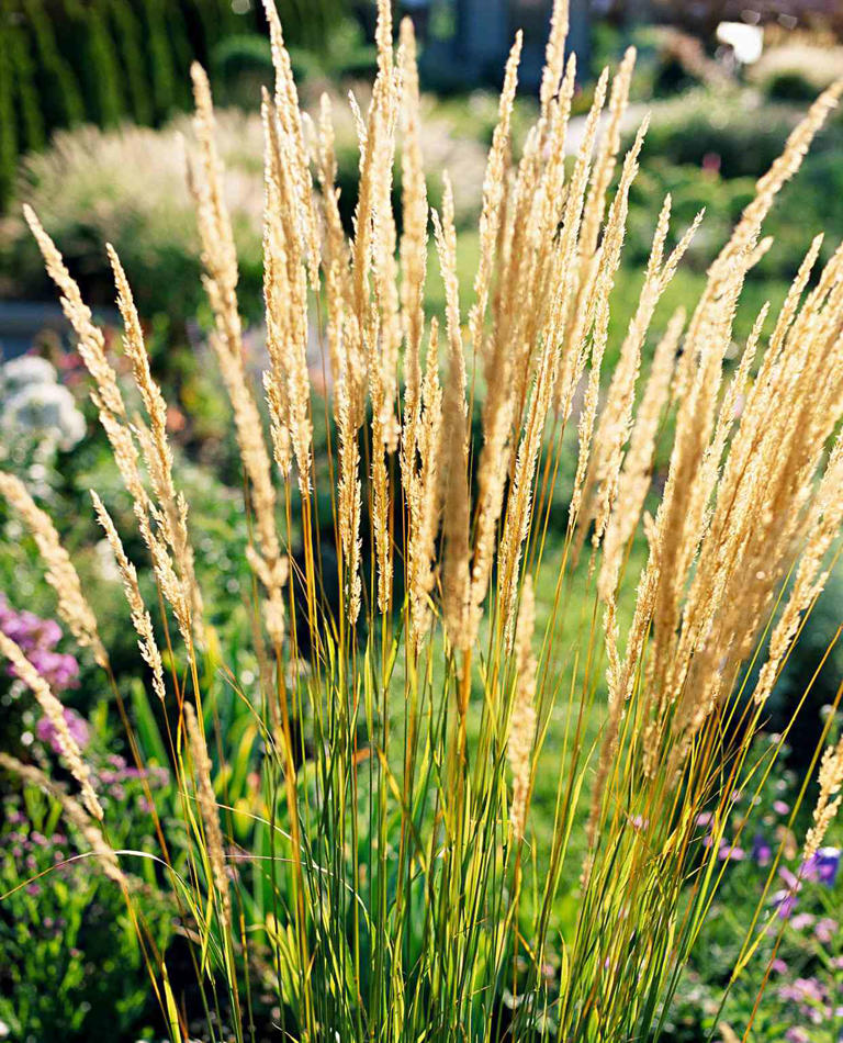 How to plant and grow feather reed grass