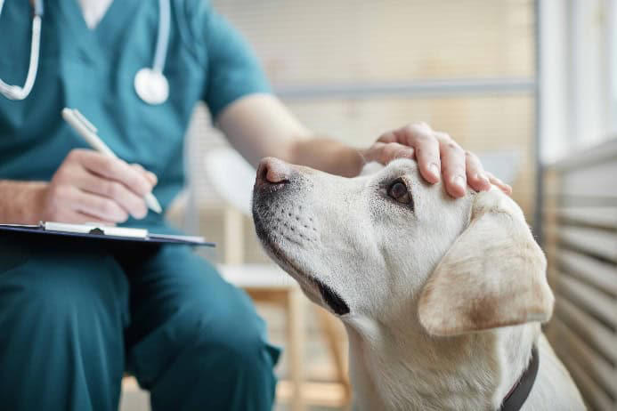 Warning signs: 10 dog illness symptoms and what they mean