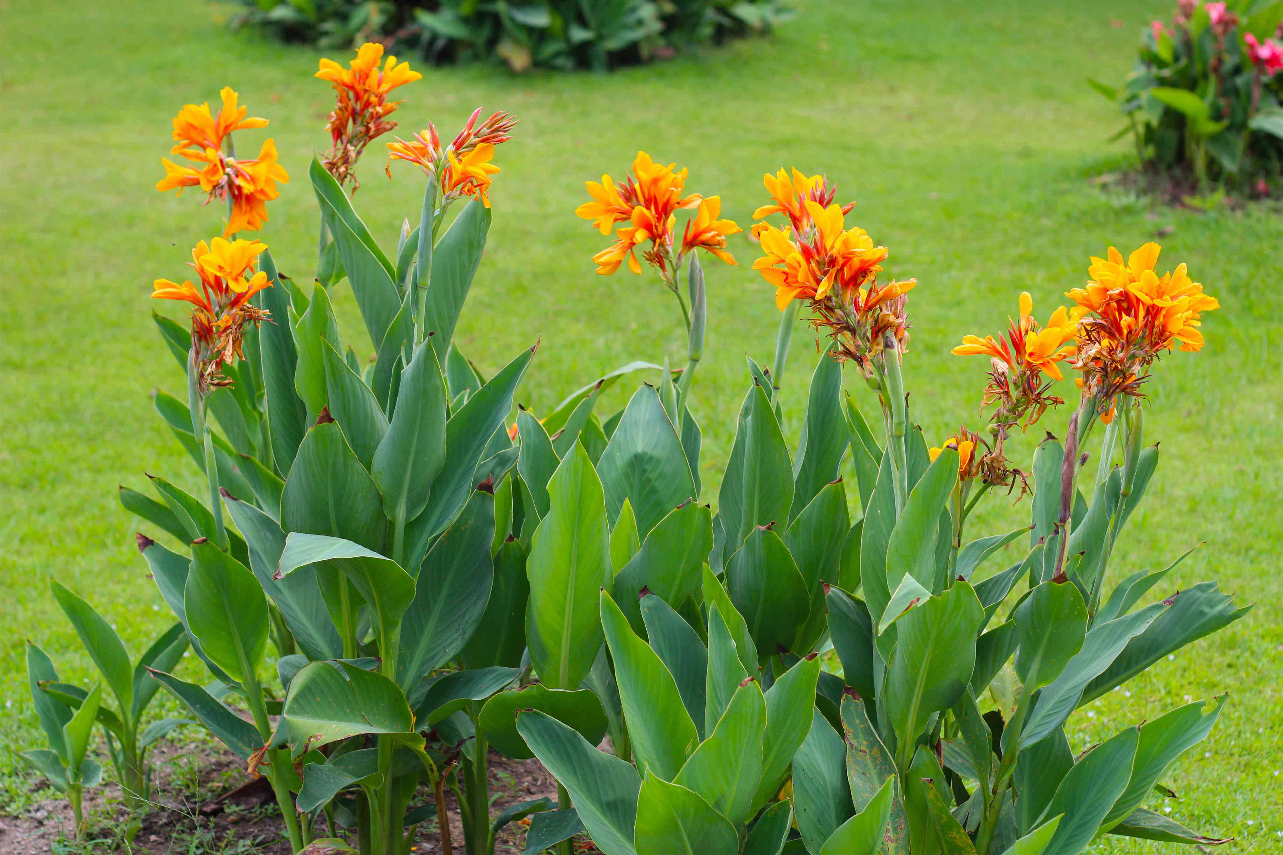 How to Grow and Care for Canna Lilies