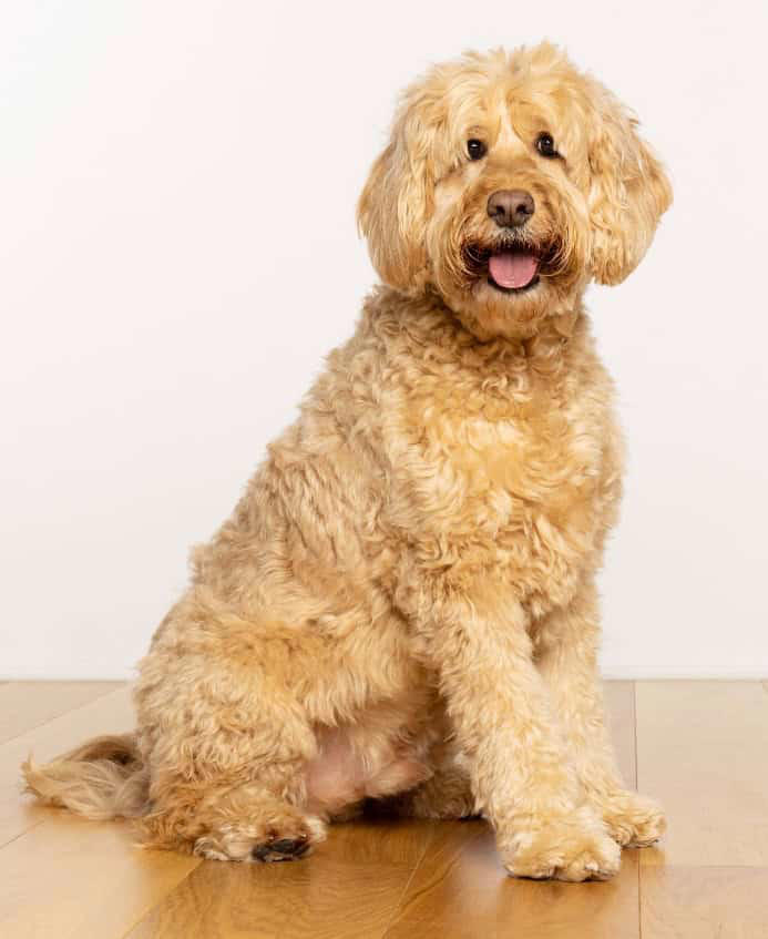 Unlock Goldendoodle mysteries: Discover 12 fascinating facts about this ...