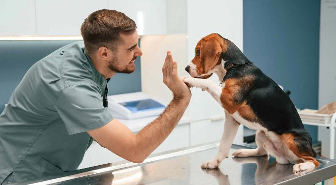 Warning signs: 10 dog illness symptoms and what they mean