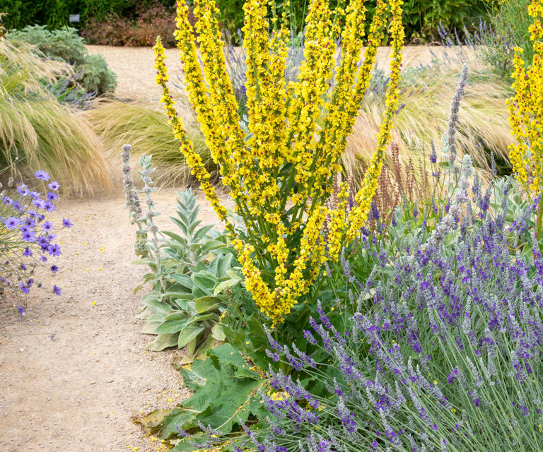 You can have a walled garden in a small plot – here's how in 7 simple steps