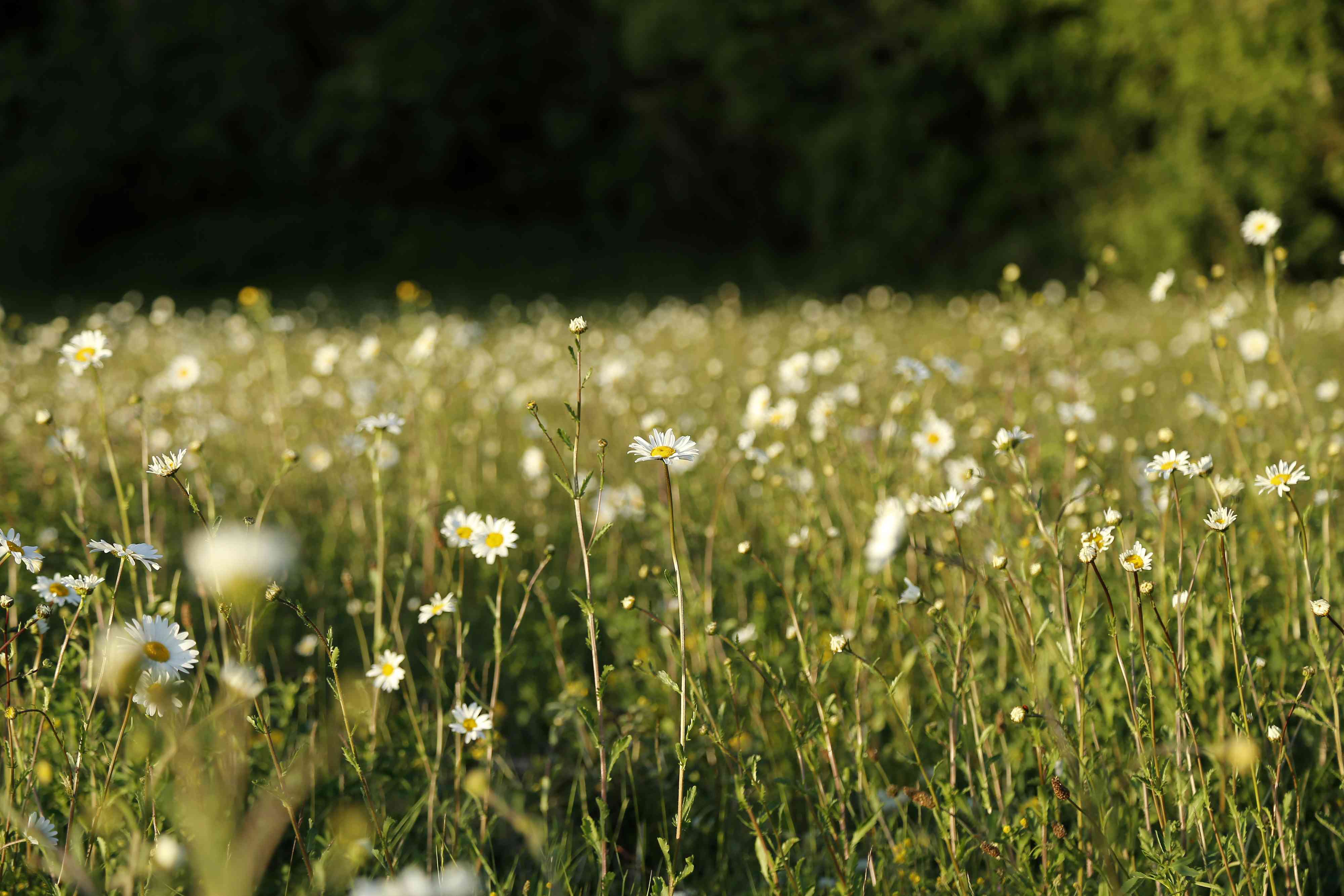 How to Grow a Chamomile Lawn—a Charming, Low-Maintenance Alternative to ...
