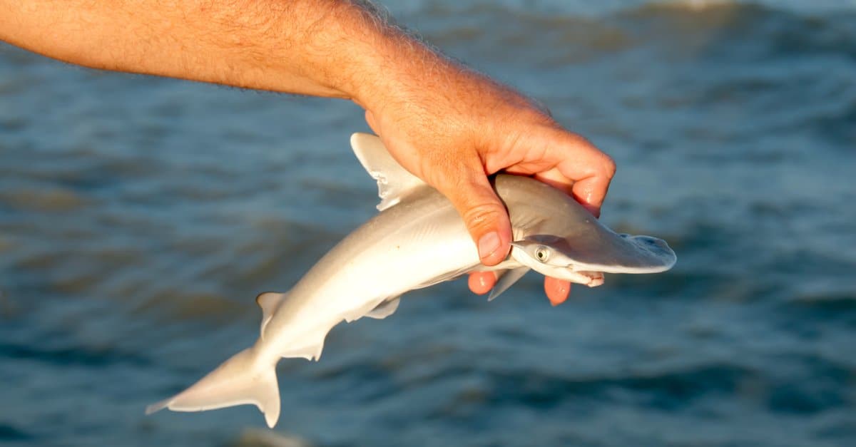 What’s a Baby Hammerhead Shark Called + 4 More Facts!