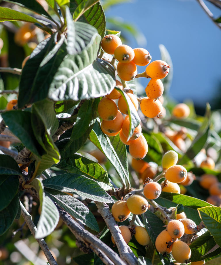 How to grow a loquat tree to bring sweetness and prosperity – with ...