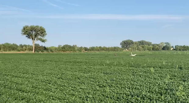Aereo ultraleggero precipita in un campo di soia: morto sul colpo il ... Aereo ultraleggero precipita in un campo di soia: morto sul colpo il ...