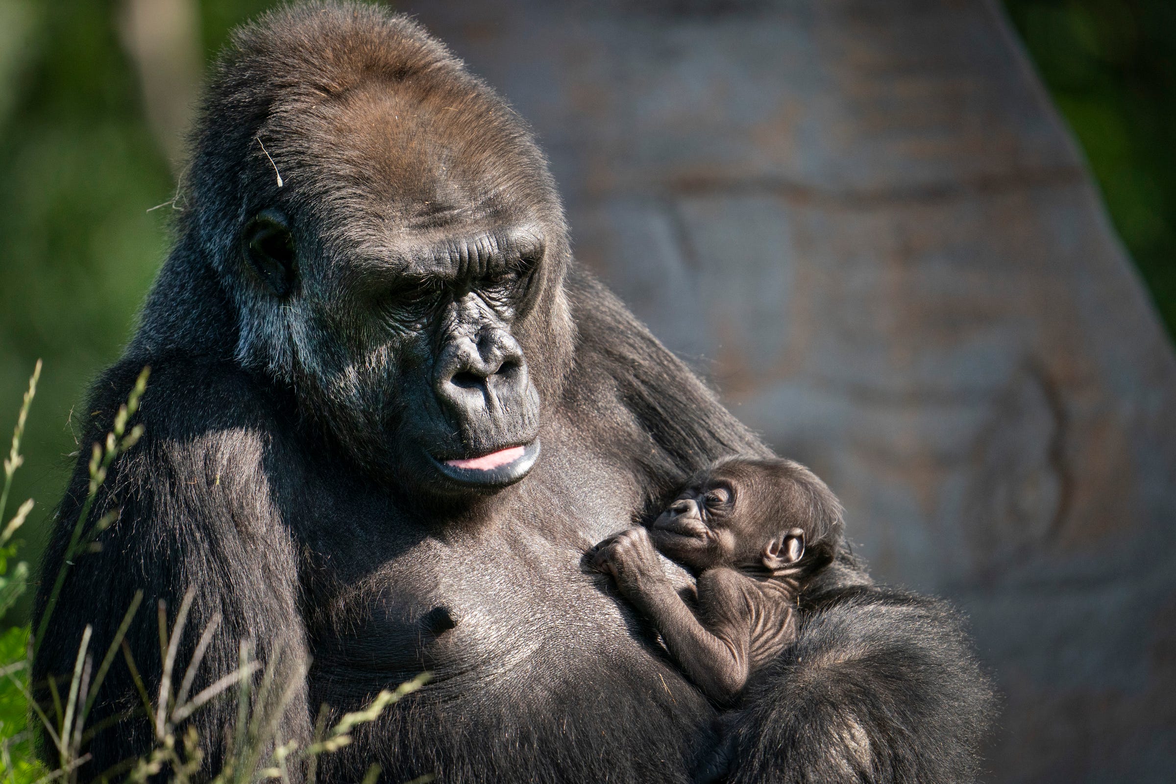 Detroit Zoo collecting old phones, electronics to save wild gorillas