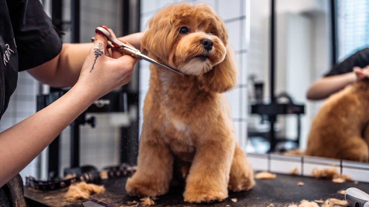 12 Dog Breeds Groomers Secretly Love Working On