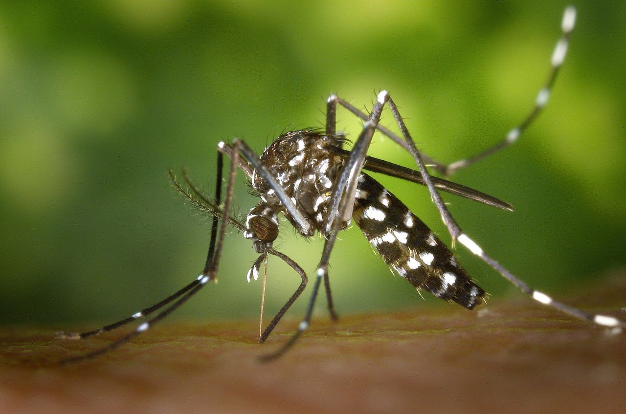 Climate change will likely promote the spread of dengue fever through ...