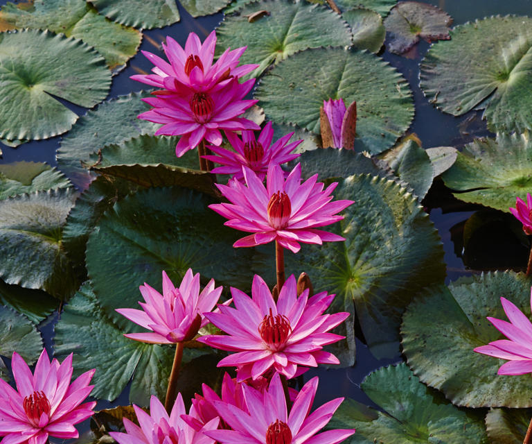 How to grow waterlilies for stunning summer blooms – and transform your ...