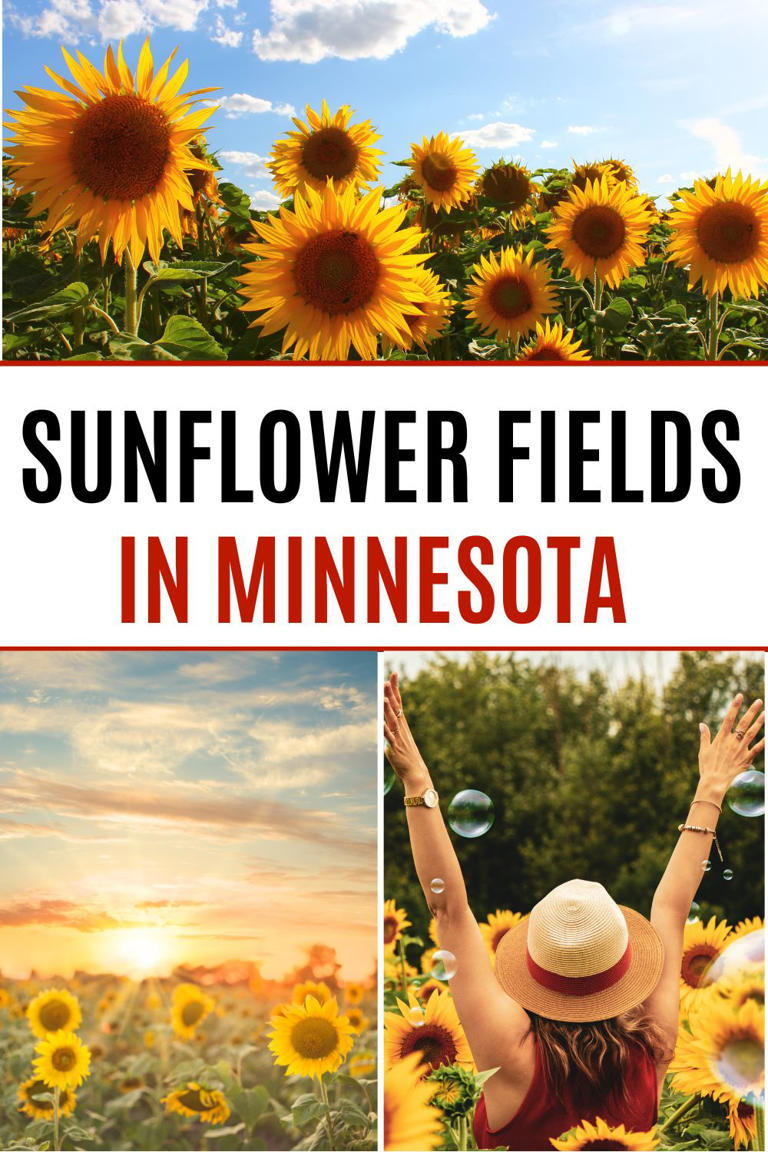 Sunflower Fields in Minnesota