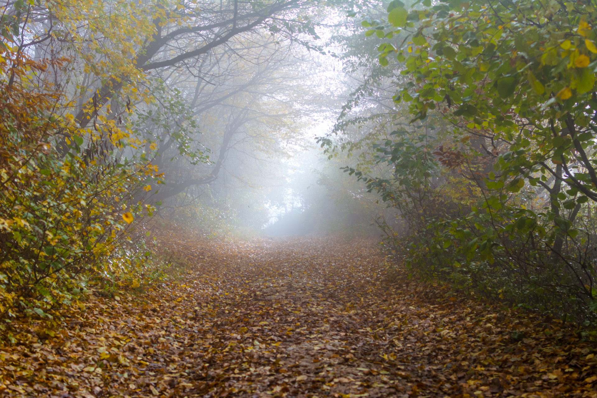 Onverklaarbare gebeurtenissen in het bos van Transsylvanië