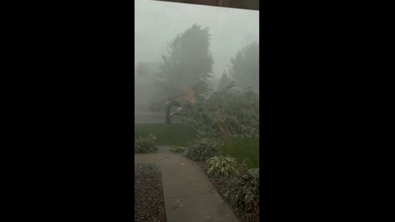 Watch: Severe weather knocks down trees in Minnesota Watch: Severe weather knocks down trees in Minnesota