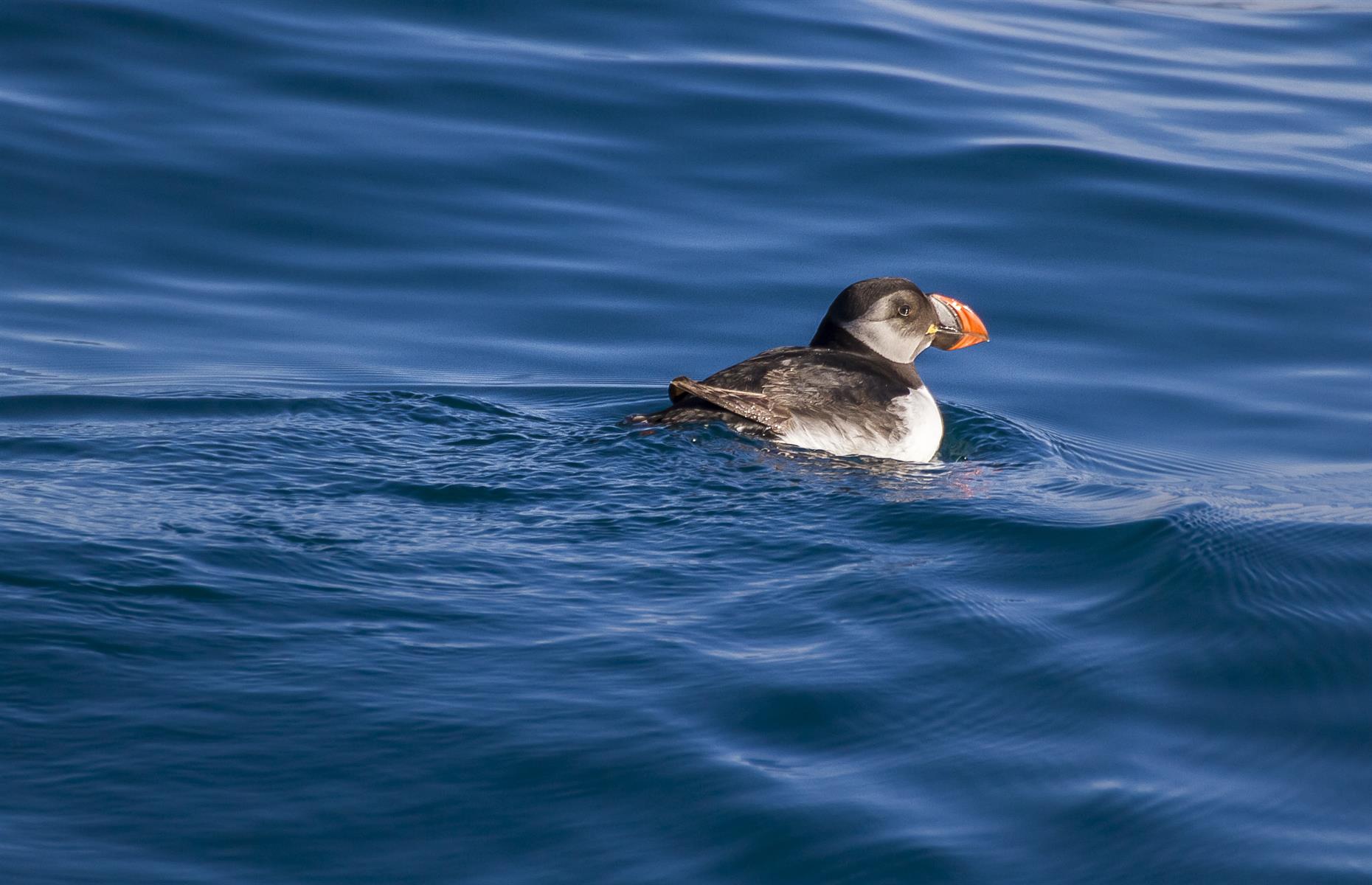 30 unusual facts about the world's animals