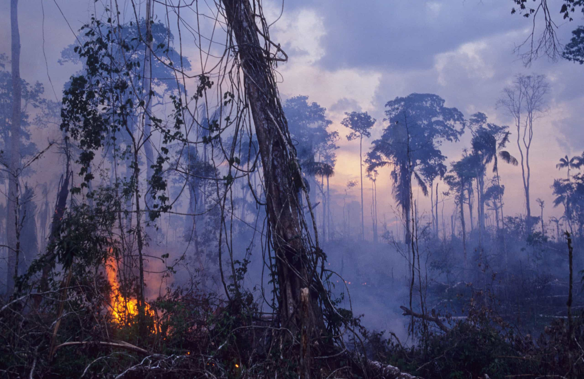 Wildfires: what indigenous fire methods teach us