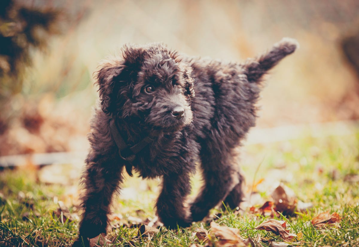 22 of the Most Popular Doodle Dog Mixes