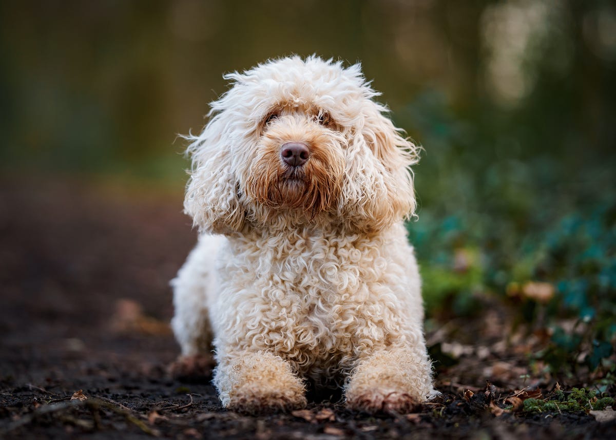 22 of the Most Popular Doodle Dog Mixes