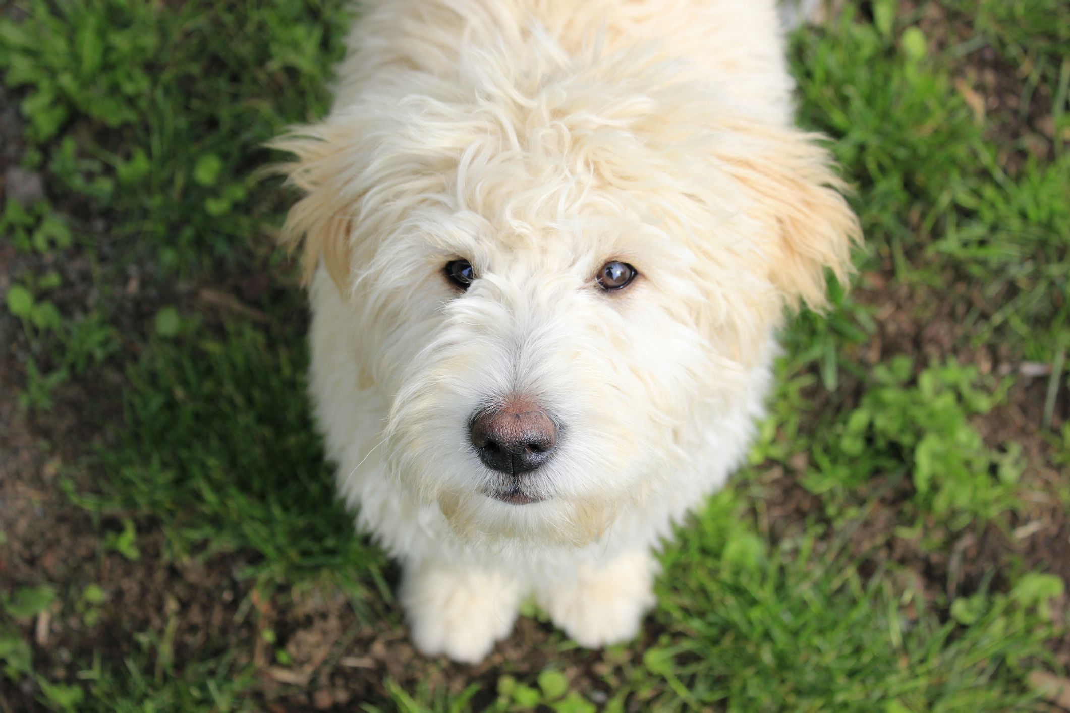 22 of the Most Popular Doodle Dog Mixes