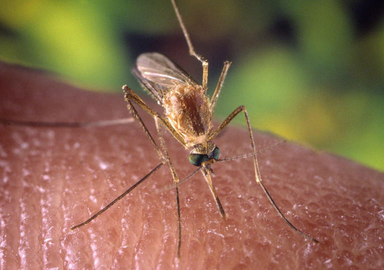 Mosquitoes test positive for West Nile virus in New Albany