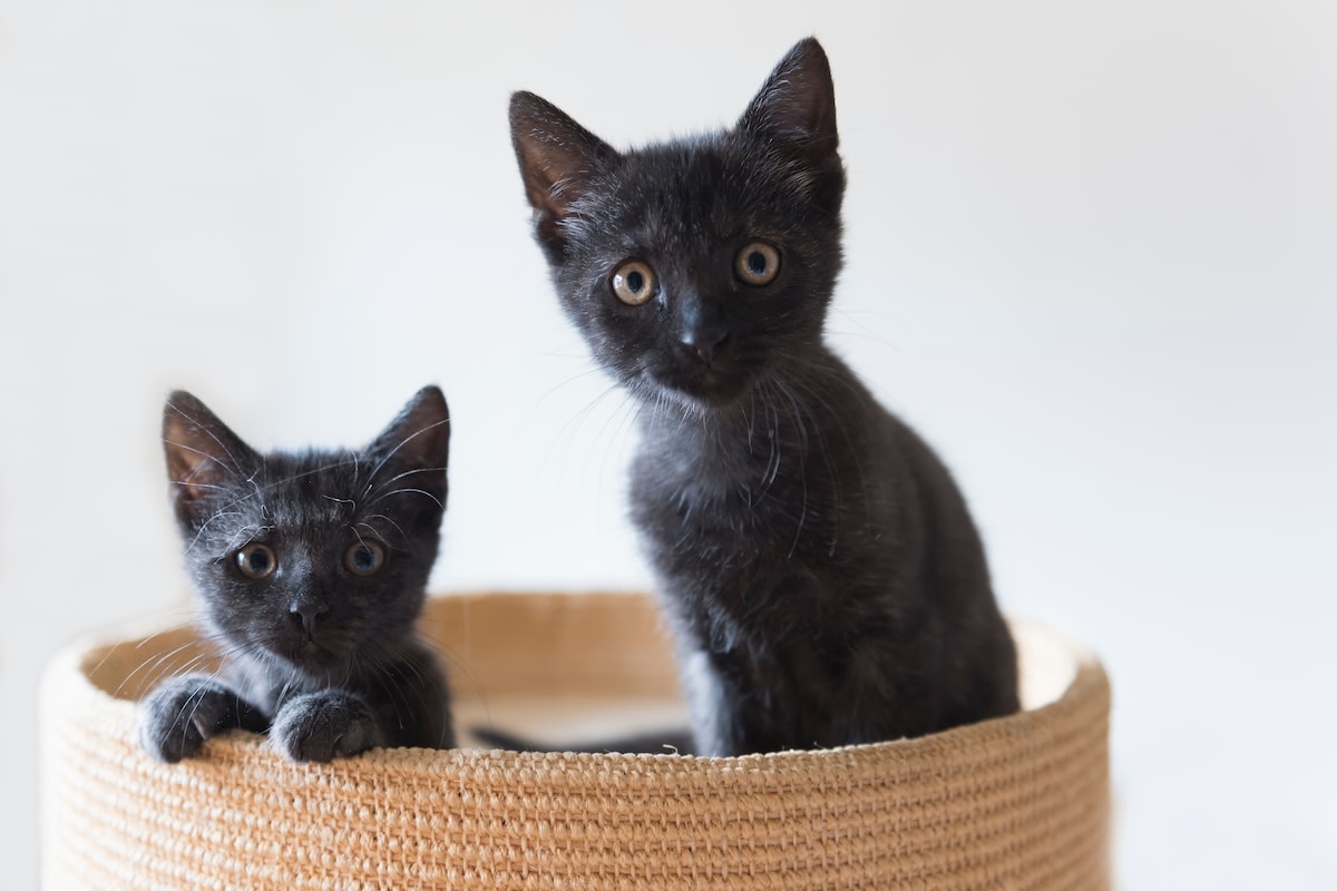 Tiny Kittens' First Time Hearing Sounds Is Full of Precious Wonder