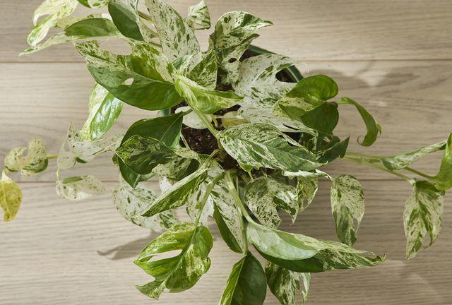 How to Grow and Care for Epipremnum Pinnatum