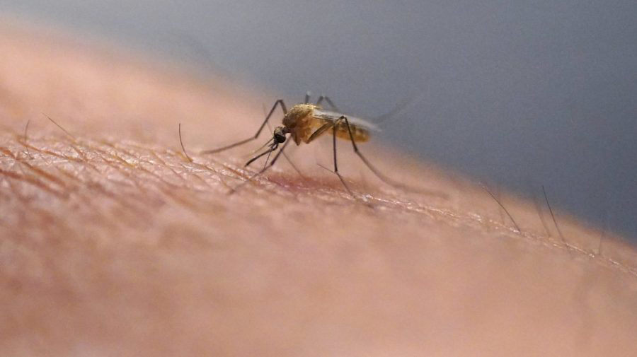 New Hampshire resident dies after testing positive for mosquito-borne virus New Hampshire resident dies after testing positive for mosquito-borne virus