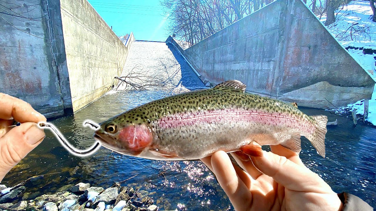 How Live Trout Attract Record-Sized Predators