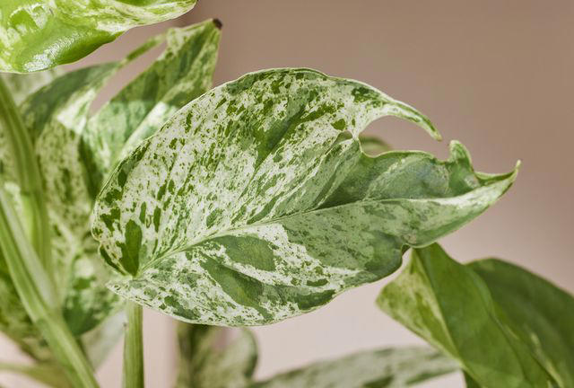 How to Grow and Care for Epipremnum Pinnatum