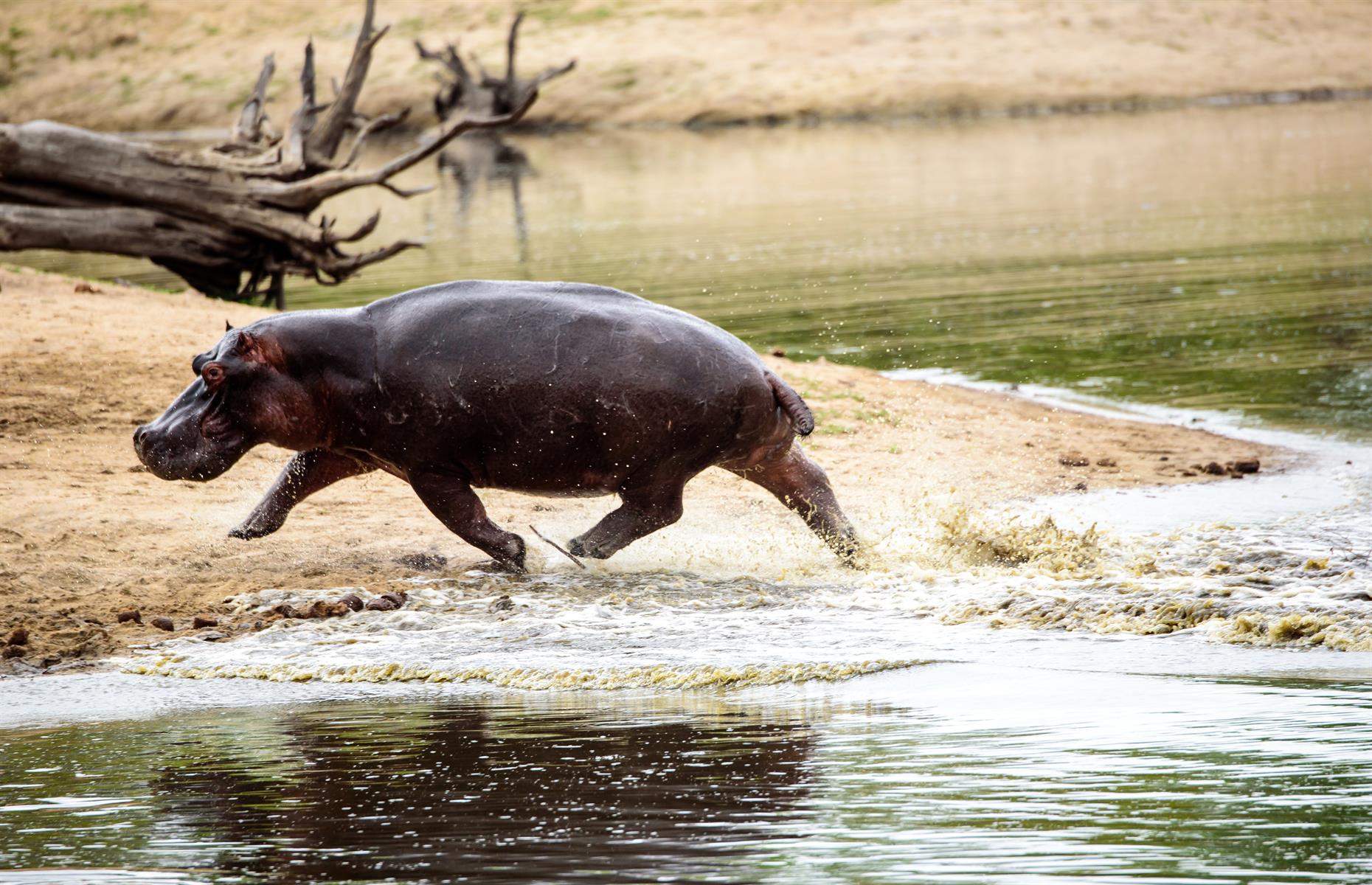 30 unusual facts about the world's animals