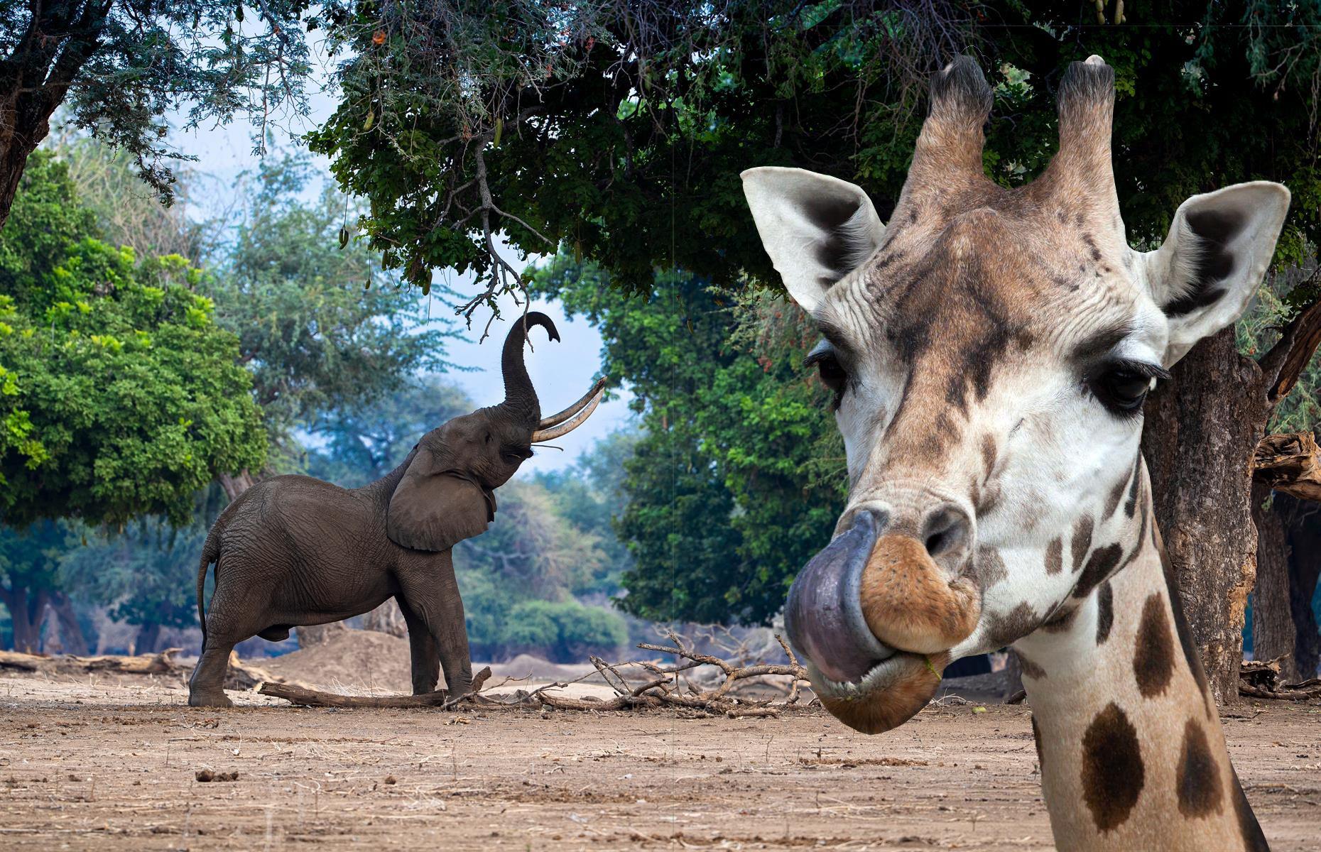 30 bizarre animal facts to astound your friends and family with