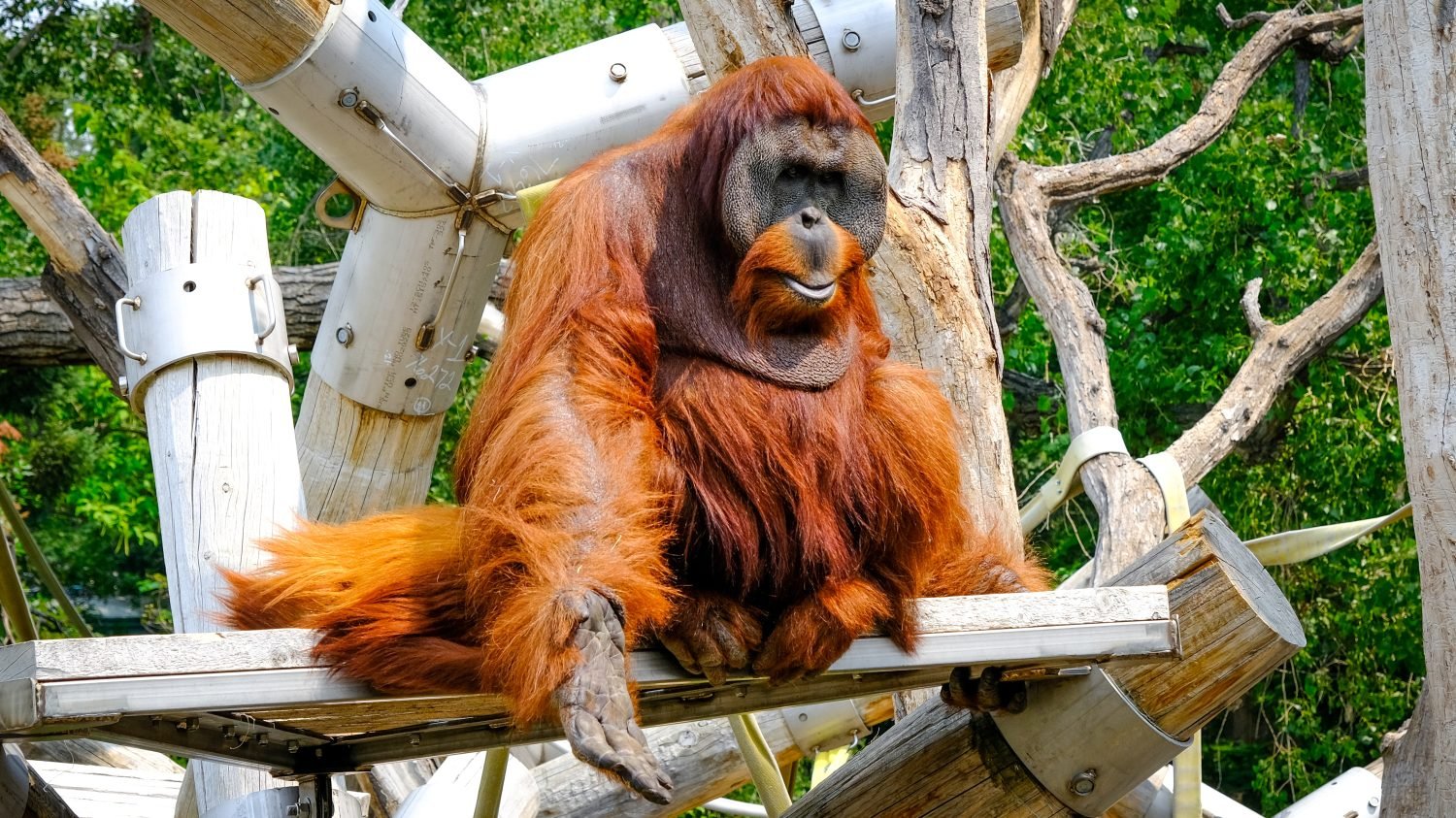 The Ultimate Guide to The Best Zoos in the US