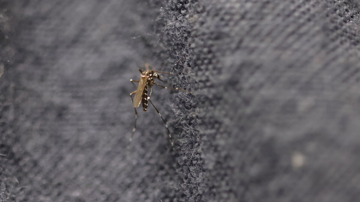 Chikungunya : 12 foyers de transmission identifiés en métropole, 30 cas ...