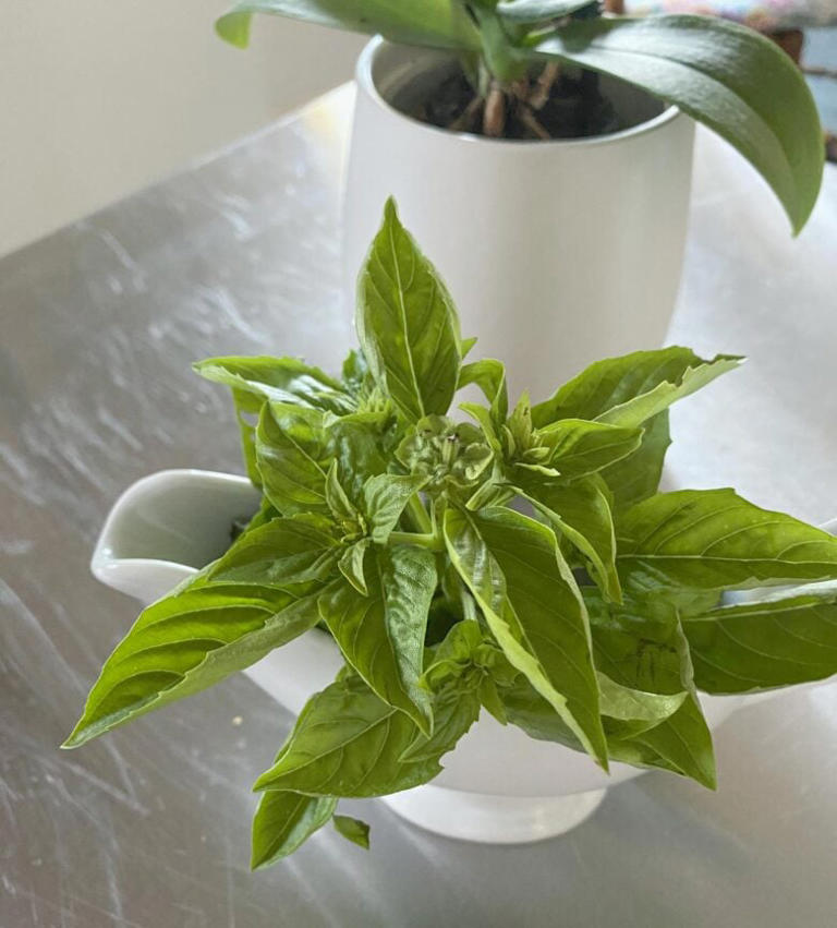 Basil oil ready in less than 10 minutes