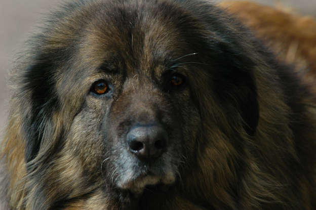 21 Best Dog Breeds For Protecting Your Family 21 Best Dog Breeds For Protecting Your Family