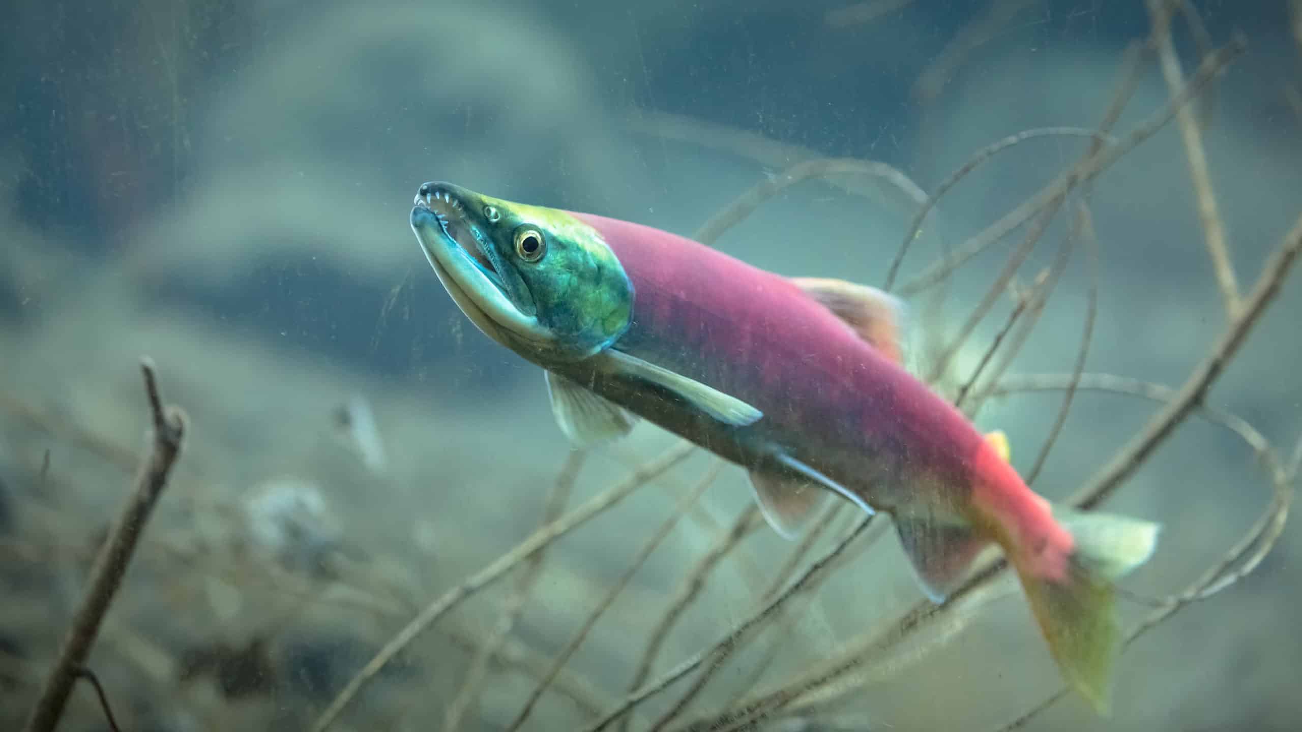 The Salmon Run: A Natural Wonder of the PNW