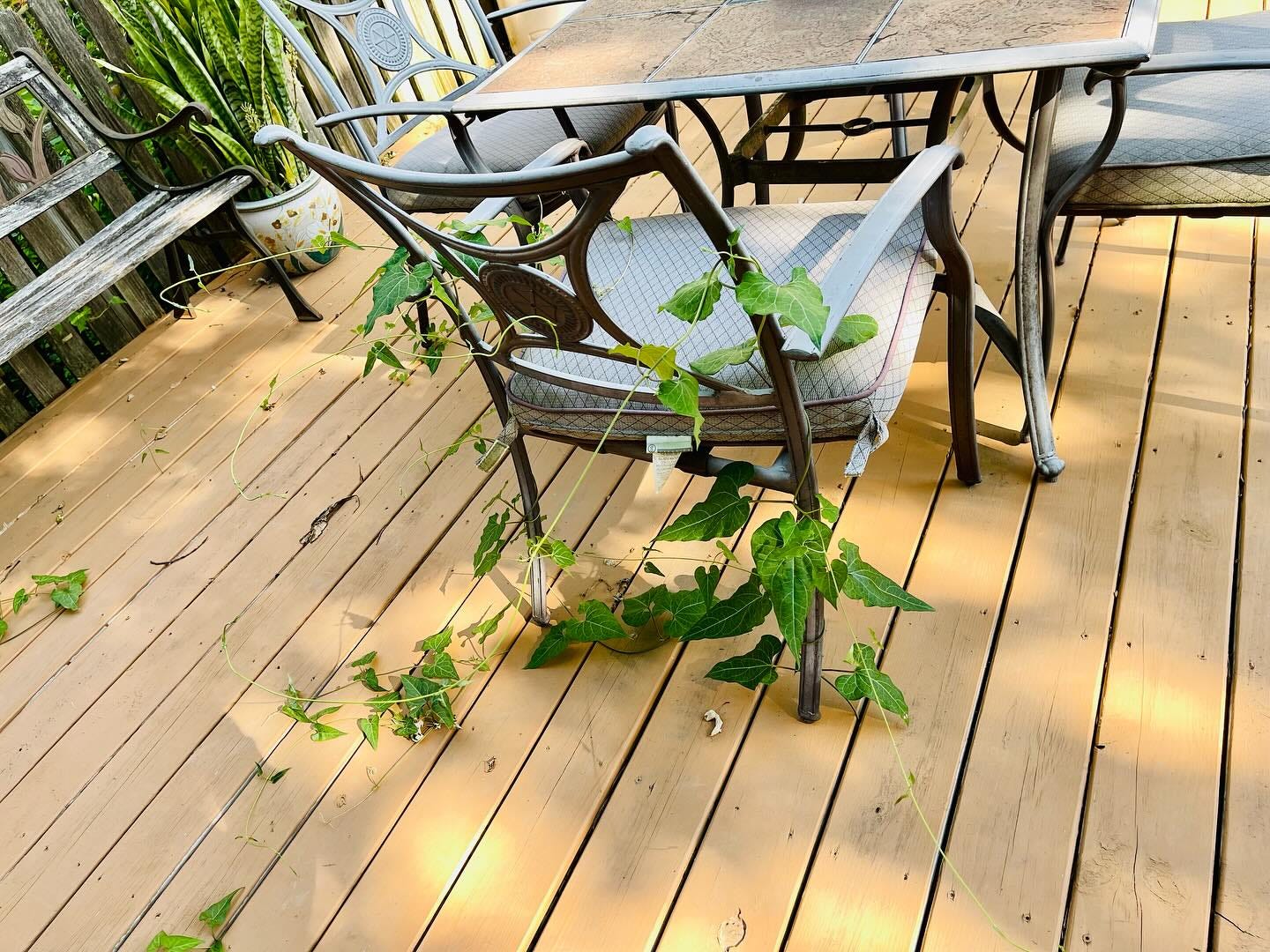 What is honeyvine milkweed? How to keep it under control in your ...