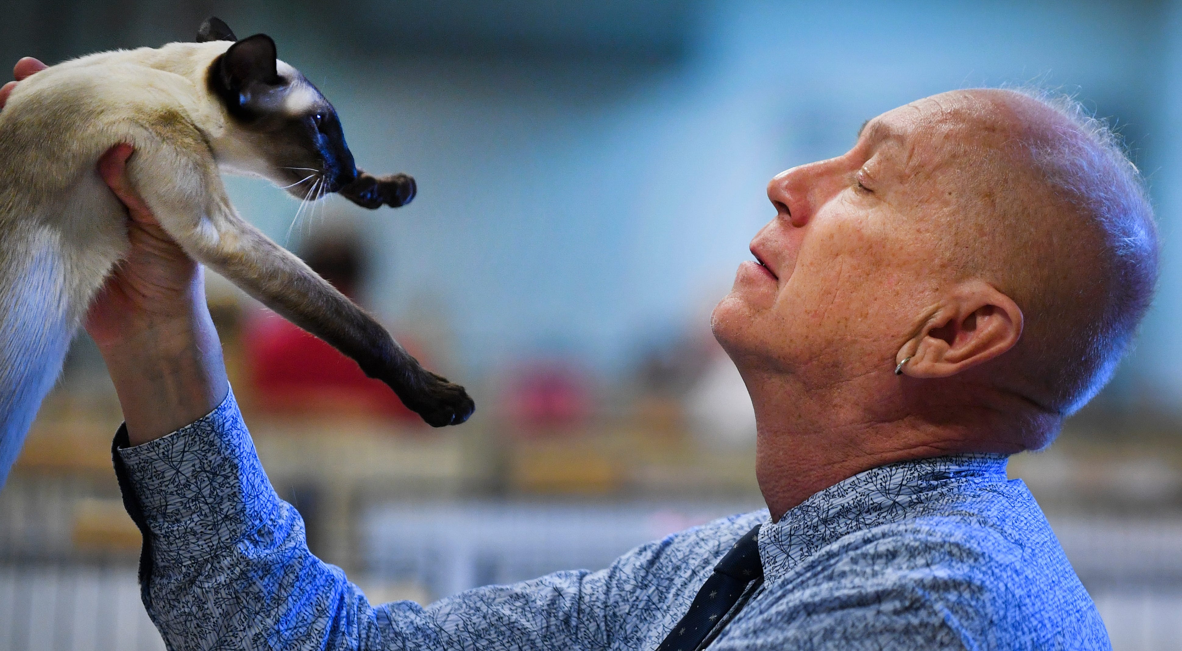 Popular festivals, cat show and more: Here are 5 things to do near ...